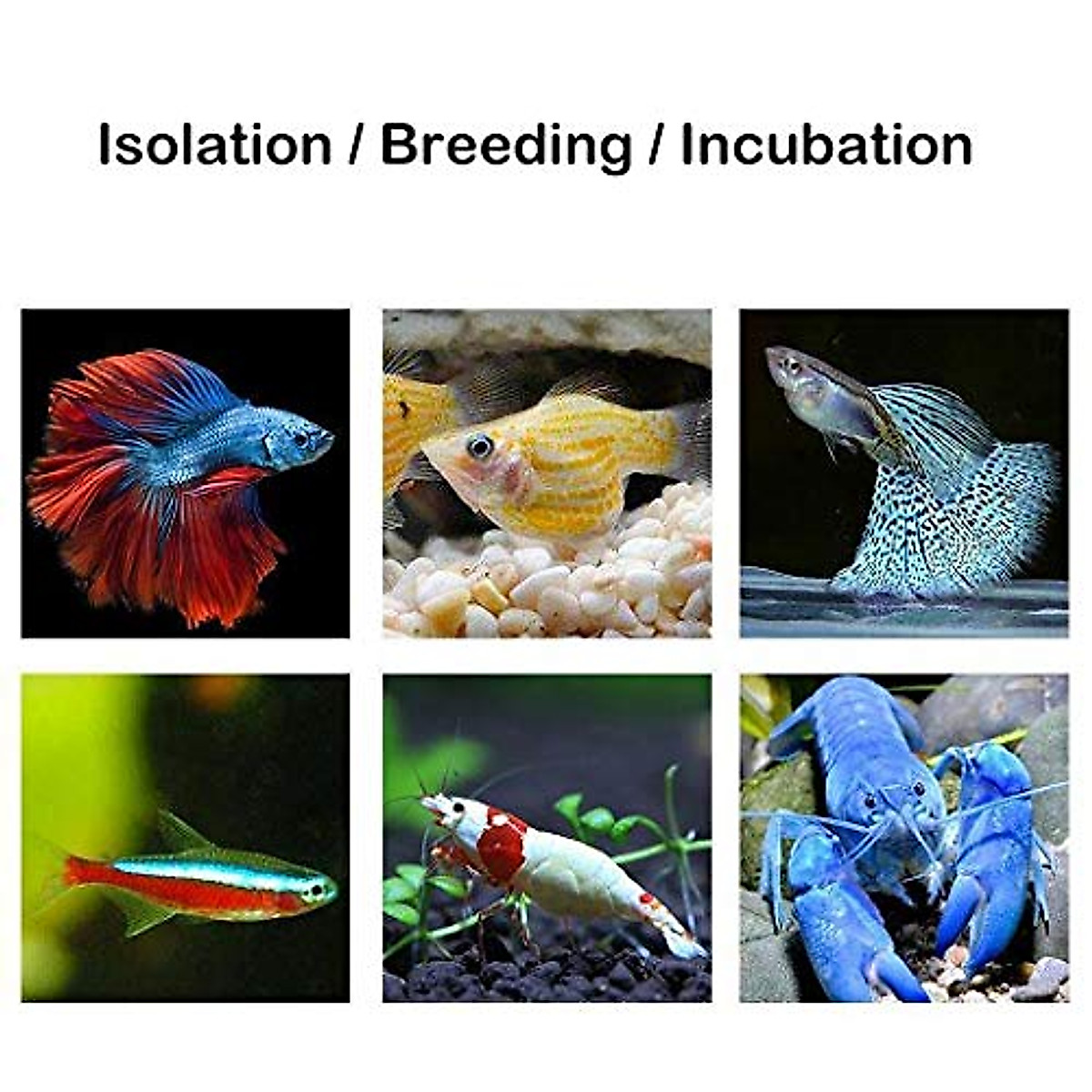 J-star Medium Fish Tank Isolation Box Acrylic Cage Tank Betta Fish Nest, Aquarium Acclimation Hatchery Incubator for Betta, Guppy, Killifish, Clownfish etc.