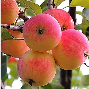100+ Apple Seeds for Planting