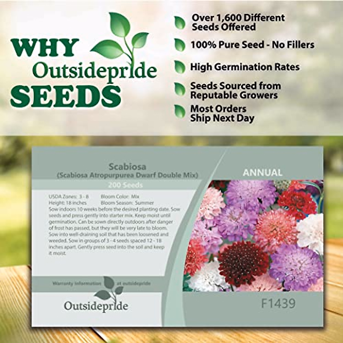 Outsidepride Annual Scabiosa Dwarf Double Pincushion Garden Cut Flower Mix for Arrangements, Drying, & Pressing - 200 Seeds