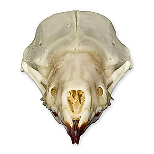 Real Shrew Skull A Quality