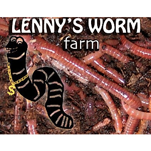 WWJD Worm Farm - 25 Red Wigglers - Garden Worms