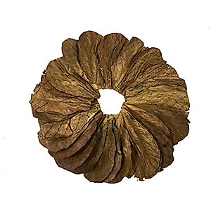 Awesome Aquatic Betta / Shrimp Leaves 50 4"-6" Premium Catappa Indian Almond Leaves Natural Habitat Tannin Producing Improves Immunity, Easy to USE