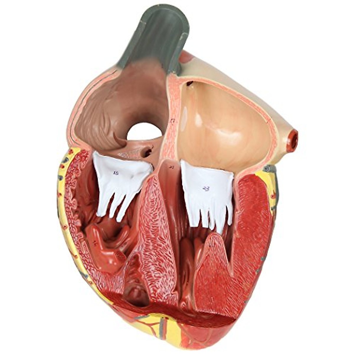 Axis Scientific Enlarged Human Heart Model, 3x Life-Size, Anatomically Accurate 3-Part Numbered Anatomical Heart Illustrates 34 Internal Structures, Magnetically Connected, Includes Product Manual