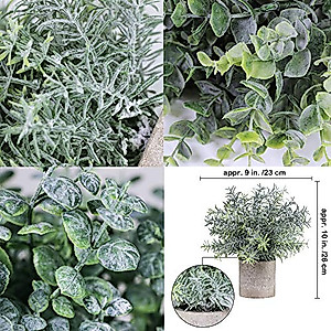 Winlyn Set of 3 Mini Potted Artificial Eucalyptus Plants Plastic Fake Green Rosemary Plant for Home Decor Office Desk Shower Room Decoration