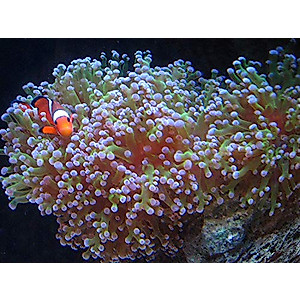 Kolar Labs GFO - 1 Pound Bag of Phosphate Removal Media for Salt Water Reef Aquariums and Coral Health