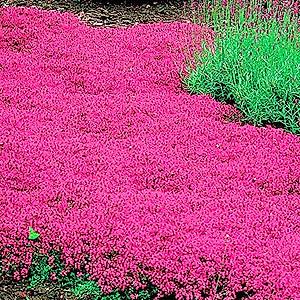 QAUZUY GARDEN Red Creeping Thyme 200 Seeds Fragrant Lawn Cover/Groundcover Seeds Hardy Drought Salt Tolerant Fast-Growing Low-Maintenace Perennial Evergreen Herbs