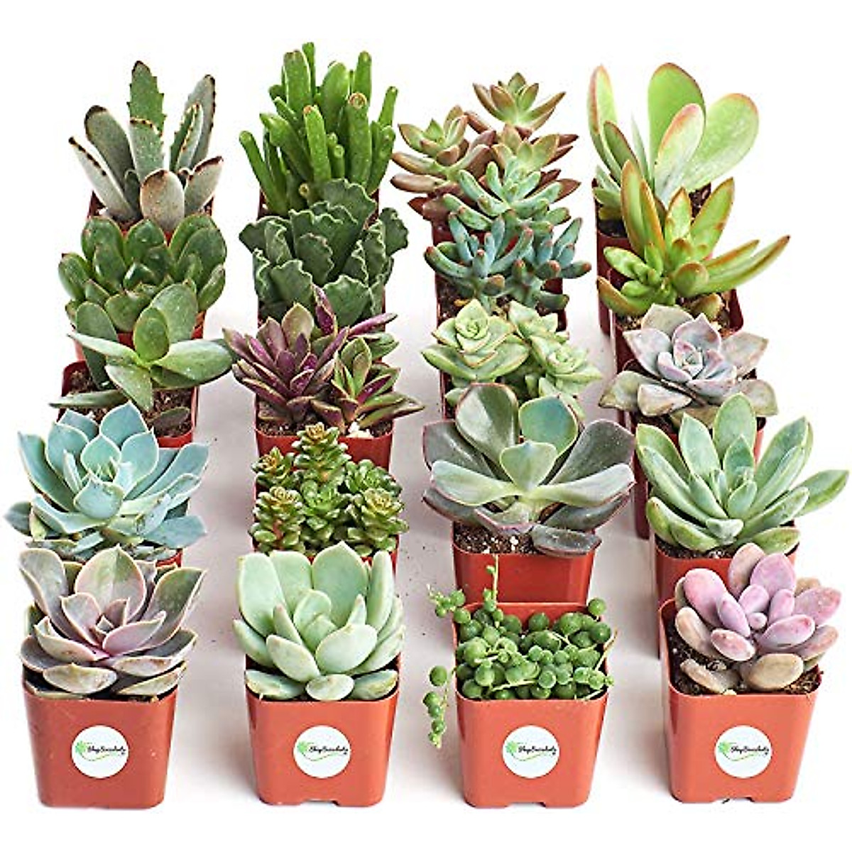 Shop Succulents | Unique Collection of Live Succulent Plants, Hand Selected Variety Pack of Mini Succulents | Collection of 20