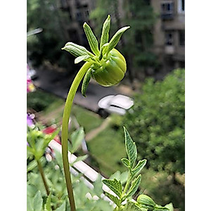 3g Rare Blue and White Point Dahlia Seeds Beautiful Perennial Flowers Plants Dahlia for DIY Home Garden Bonsai Seeds