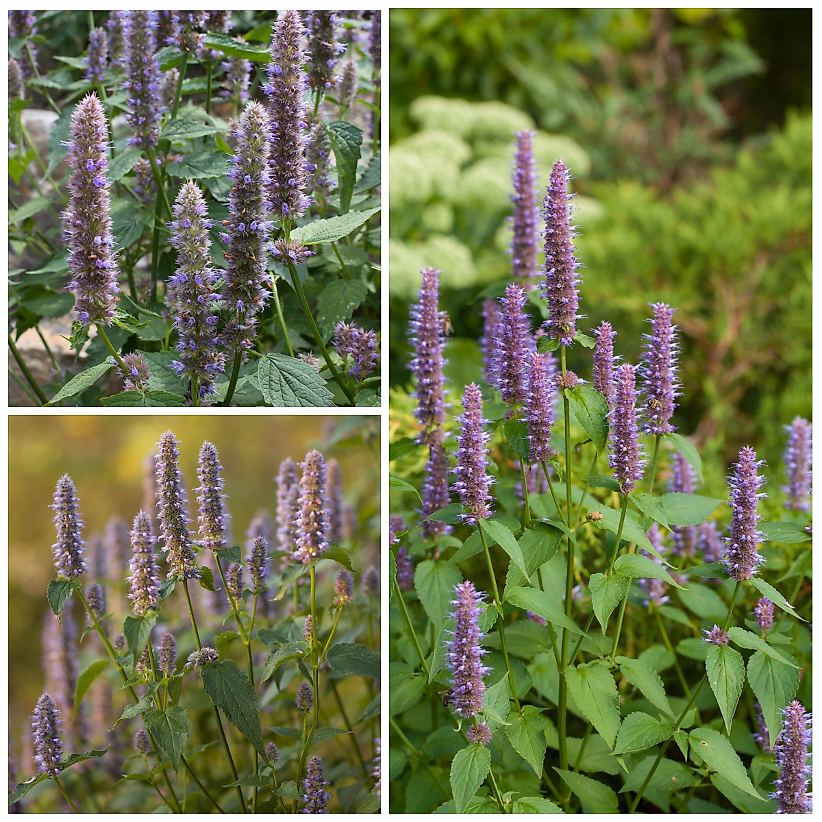 Seed Needs, Anise Hyssop Seeds - 500 Heirloom Seeds for Planting Agastache foeniculum - Medicinal Herb for Tea & Essential Oils, Non-GMO & Open Pollinated (1 Pack)