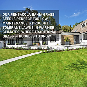 Hancock's Pensacola Bahia Grass Seed - Coated - 50 lbs.