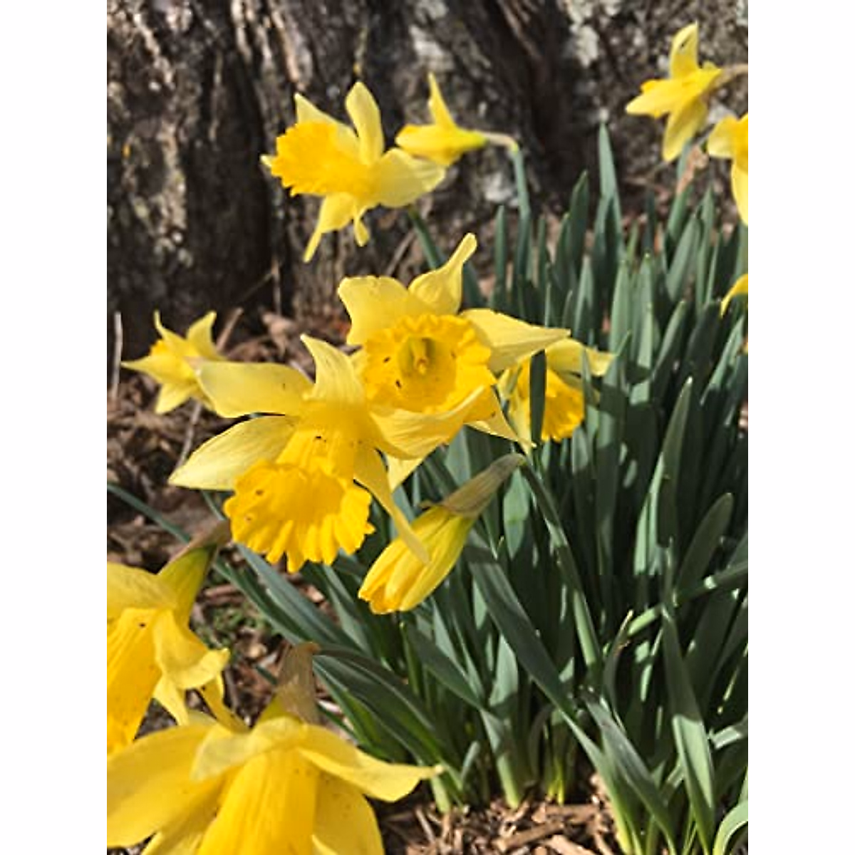 Dutch Master Daffodils (25 Bulbs) - Yellow Daffodil Narcissus Bulbs