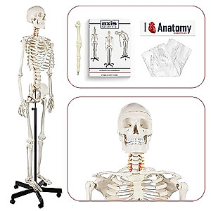 Anatomy Skeleton Model, Adult Human Anatomical Skeletal Model - Made for Students, Teachers, Medical Professionals - Includes Bone Anatomy Numbering Guide, Dust Cover & Stand - Made by Axis Scientific