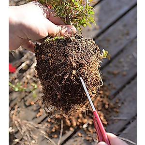 KAKURI Bonsai Root Hook, 8.6" Professional Bonsai Root Pick Tool, Japanese Stainless Steel, Red, Made in JAPAN