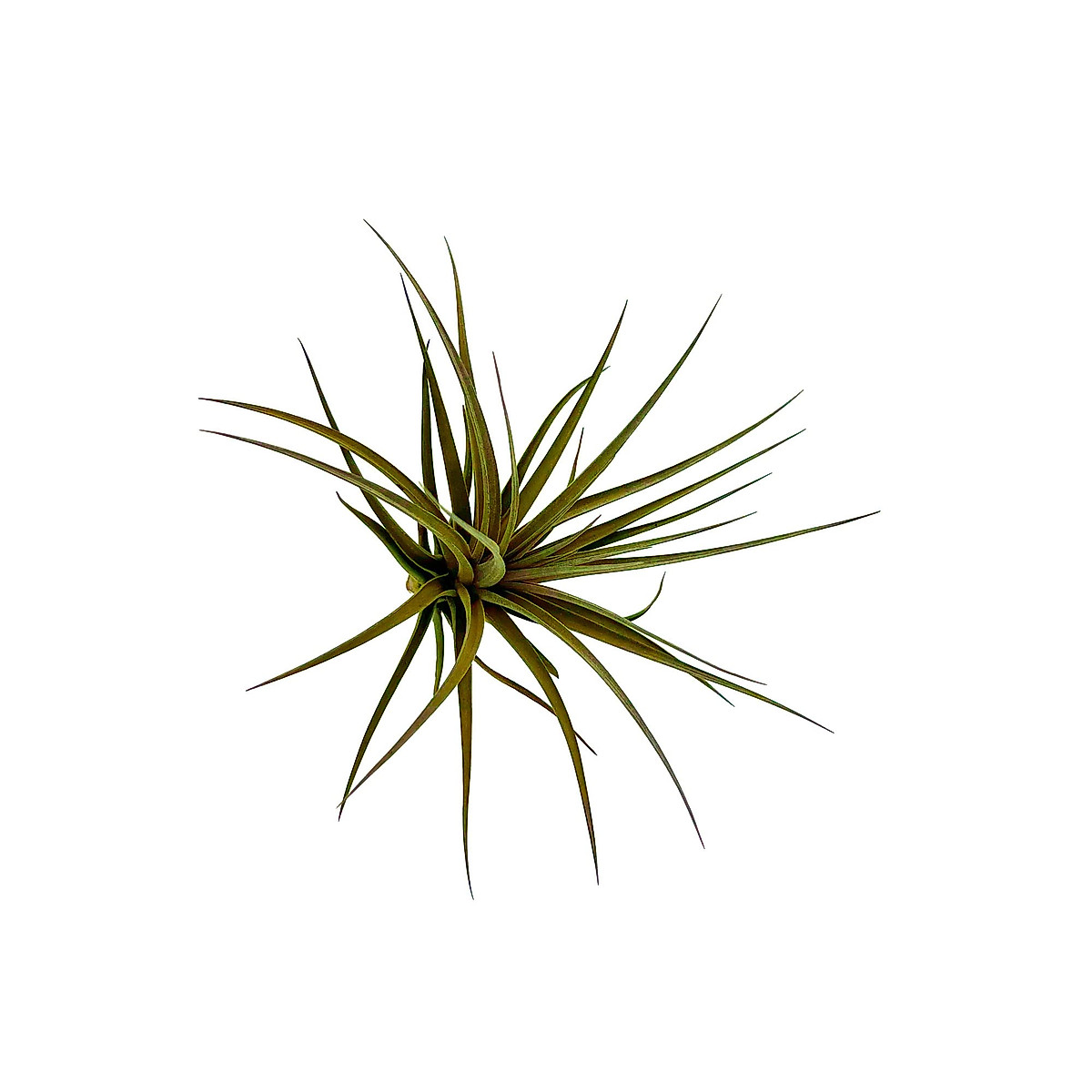 ragnaroc Air Plants - Flowering Tillandsia Stricta Large 5" - 1ct - Live Arrival Guaranteed - House Plants for Home Decor & Gift