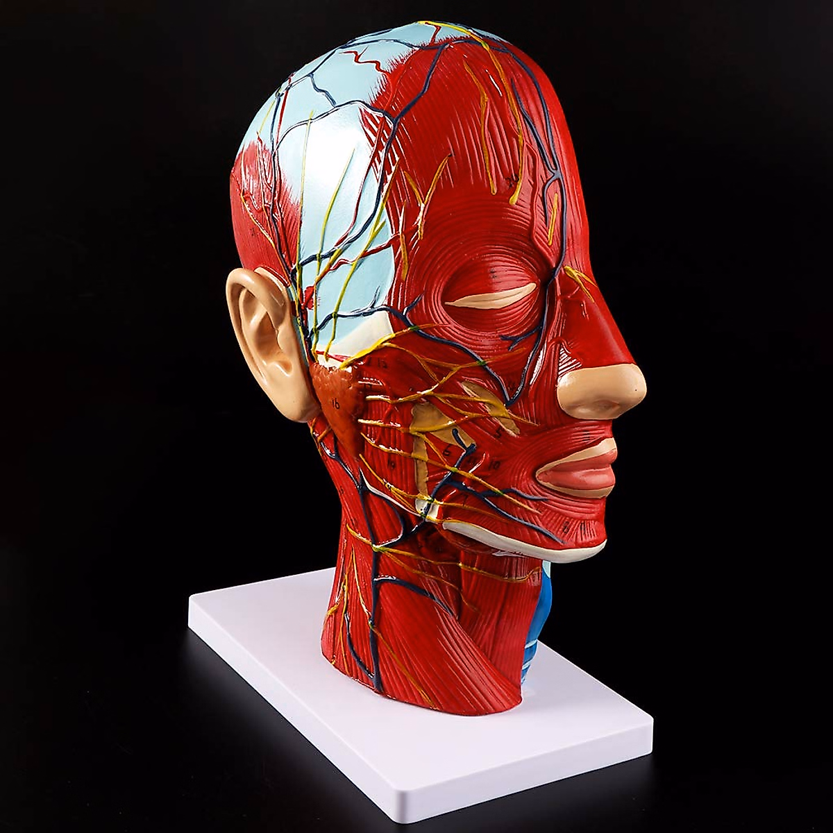 Abicial Human Anatomical Half Head Face Anatomy Medical Brain Neck Median Section Study Model Nerve Blood Vessel for Teaching Learning Tool