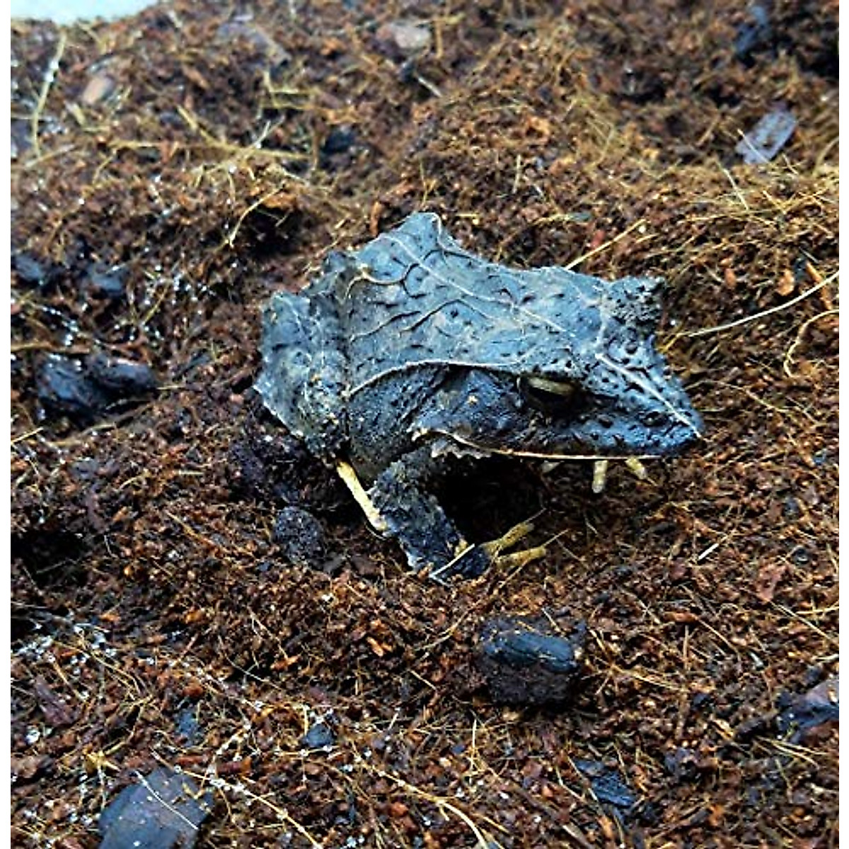 Josh's Frogs Solomon Island Leaf Frog Substrate (10 Quart)