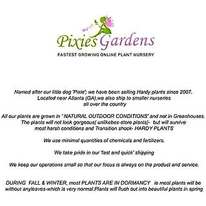 Pixies Gardens (5 Gallon) Golden Delicious Apple Tree Versatile for Eating Fresh Or Using in The Kitchen and Can Be Kept for Several Months in The Fridge.