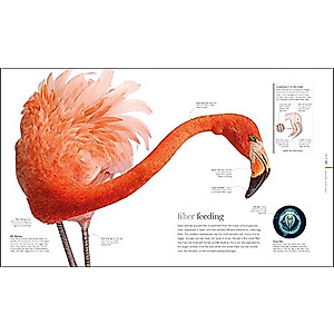 Zoology: Inside the Secret World of Animals (DK Secret World Encyclopedias)