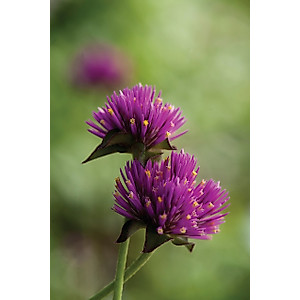 Burpee Fireworks Gomphrena Seeds 30 seeds