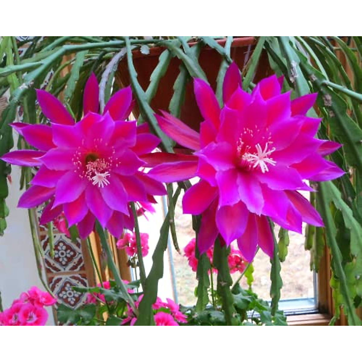 (6) Mix Epiphyllum Orchid Cactus Cutting for Growing Indoor/Outdoor - Ornaments Perennial Garden Simple to Grow No Pots