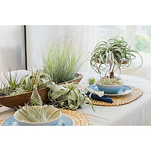5 Pack of Classic Air Plants Variety - Live Succulent House Plants - Available in Wholesale and Bulk - Home and Garden Decor - Easy Care Indoor and Outdoor Plants