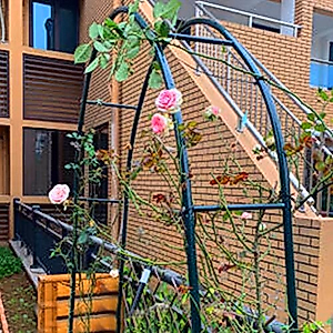 7.2/7.5ft Garden Arch Arbour Plant Support Archway Rose Arches Frame Strong Stable Wedding Arch Free Standing 3.9-9.8ft Wide Metal Trellis Arbor,Strong Weather Resistant Assemble Freely (Color : Gree