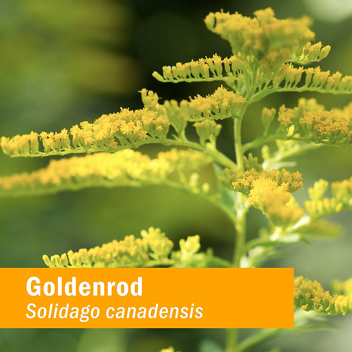 Herb Pharm Urinary System Support Liquid Herbal Formula, 1 Fl Oz