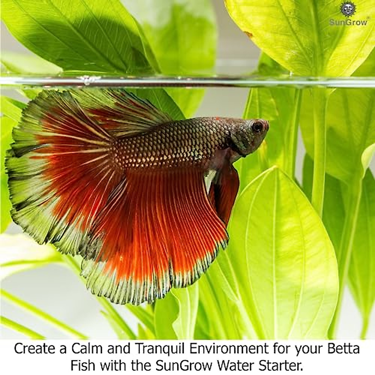 Sungrow Betta Water Starter with Aloe Vera Extract, For Aquarium & Pond, Develops Betta's Protective Slime Coat