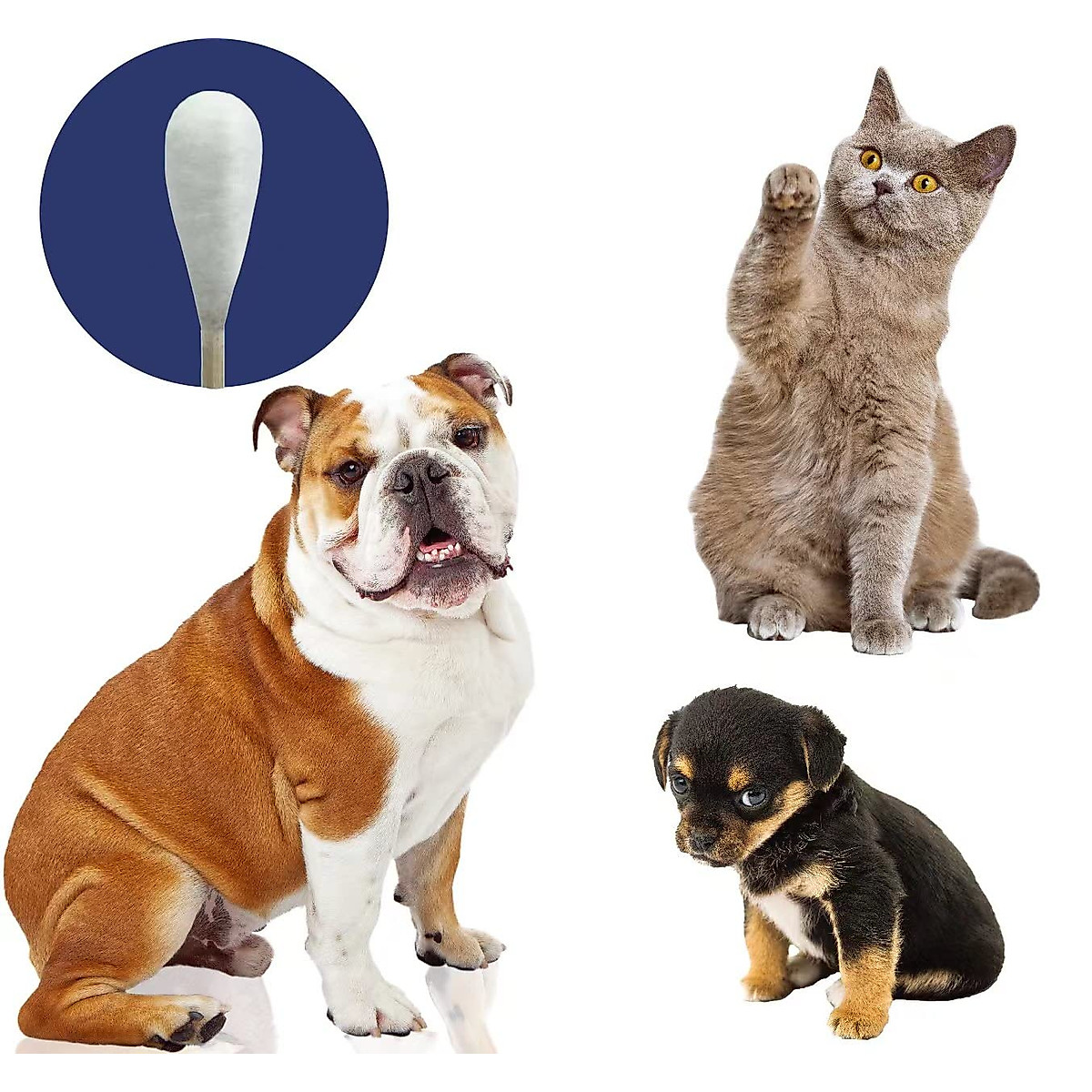 SHINEMOON Original Big Cotton Buds for Pets – Premium Cat and Dog Ear Cleaner Cotton Swabs – Soft, Absorbent Cleaning Ear Bud with Long 6 Inch Wood Handle (200pcs Large)