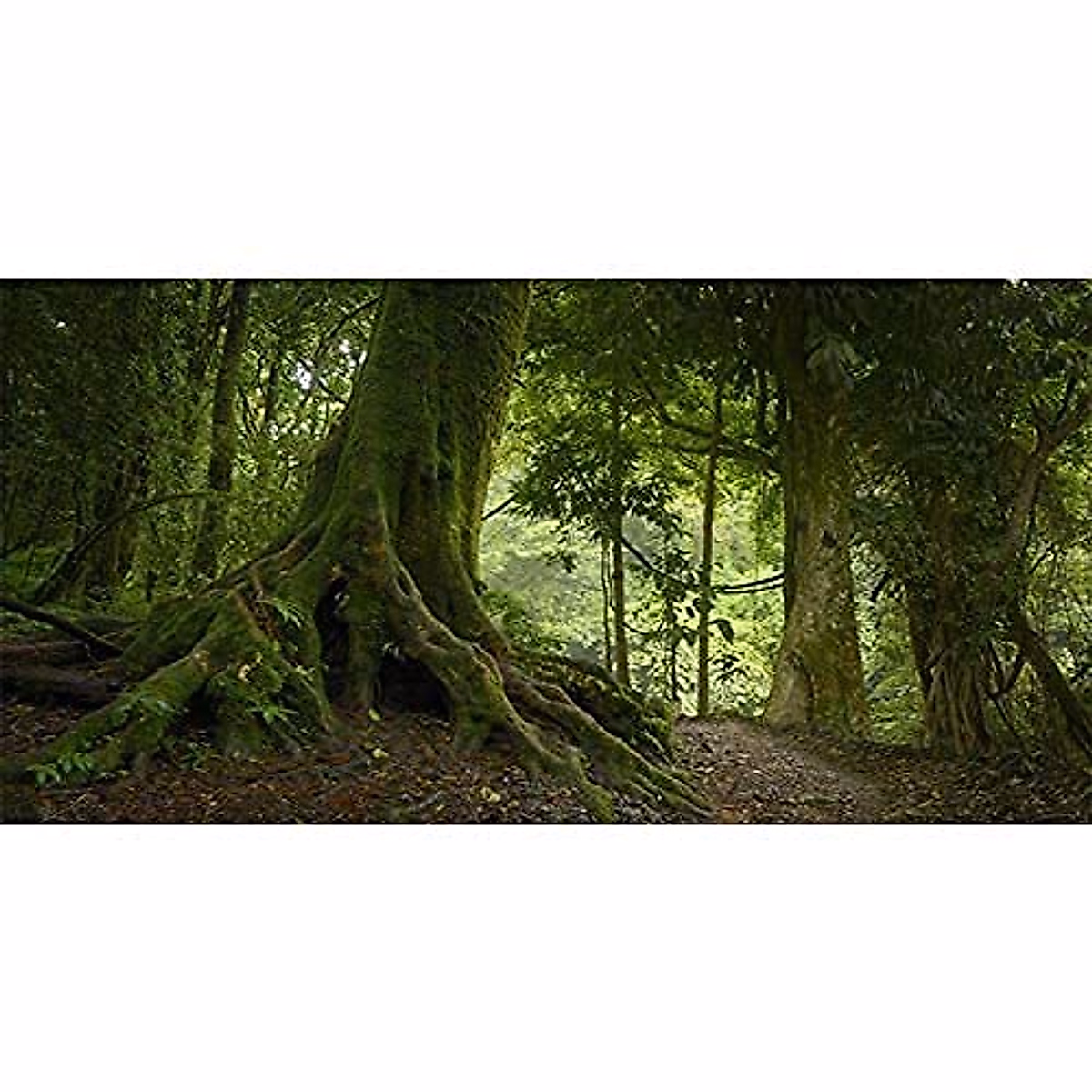 AWERT Deep Forest Terrarium Background Tropical Aquarium Background Foggy Green Huge Trees Reptile Habitat Background 36x18 inches Polyester Background