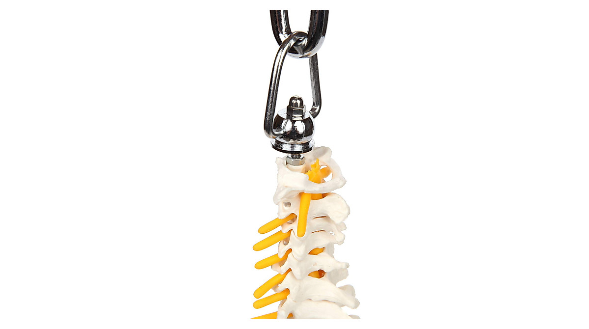 Axis Scientific Mini Spine Model for Anatomy Education