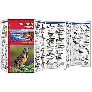 Oregon Birds: A Folding Pocket Guide to Familiar Species (Nature Observation North America)