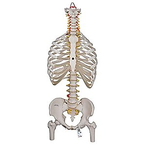 3B Scientific A56/2 Classic Flexible Spine w/ Ribs and Femur Heads - 3B Smart Anatomy