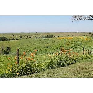 Fresh Bee Pollen Raw Nebraska Bee Pollen 1lb Jar