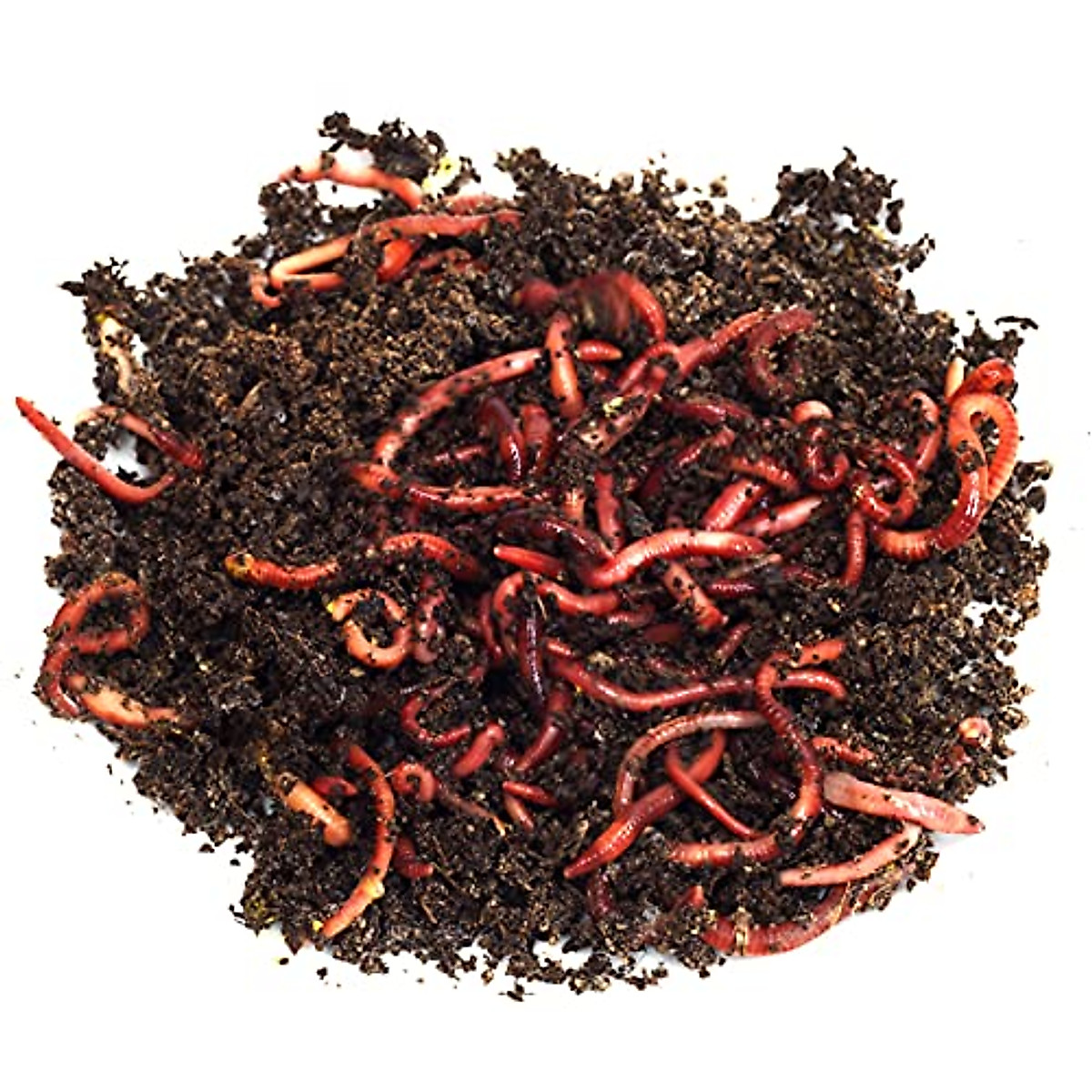 Best Value! 2000+ Red Wigglers Composting Worms Perfect for Worm Composting with Guaranteed Live Delivery Approximately 2 Pound Live Red Wiggler Worms Fast Delivery! (2000)