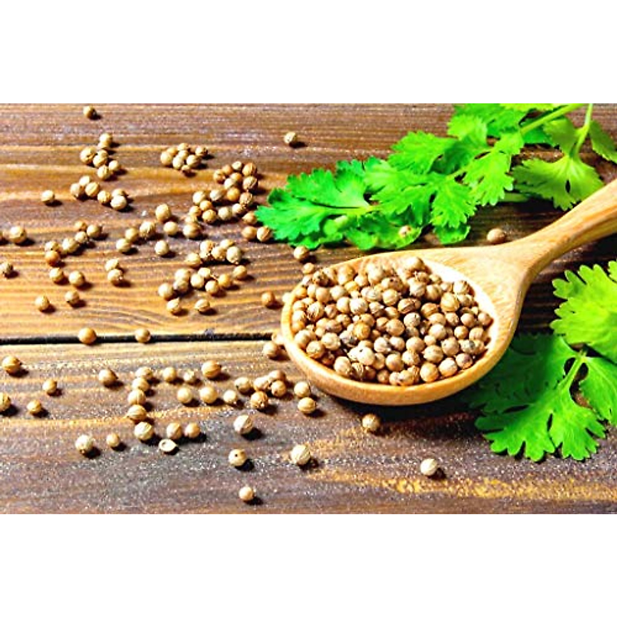 Coriander Cilantro Magnum Seeds for Planting Herb Garden 500+ Seeds