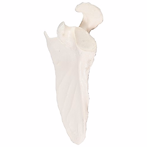 Axis Scientific Shoulder Anatomy Model of Right Scapula Bone | Shoulder Blade Model Details Skeletal Anatomy of Scapula | Scapula Model Shows Bony Landmarks and Anatomical Detail