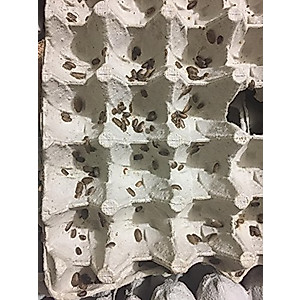 Bad Ass Bugs 250 Small Dubia Roaches