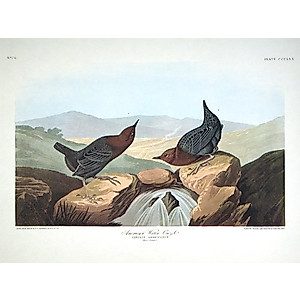 American Water Ouzel. From"The Birds of America" (Amsterdam Edition)