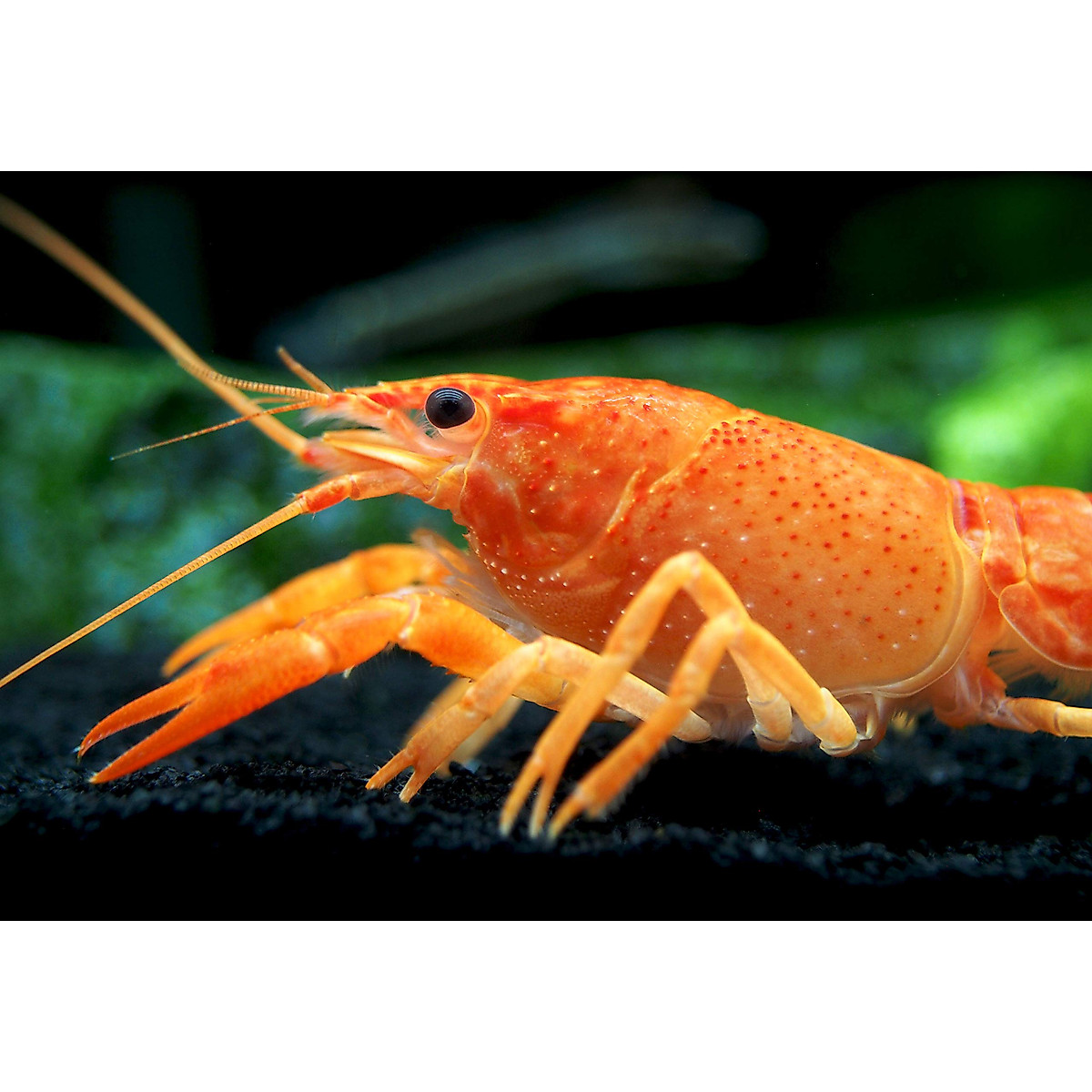 Aquatic Arts 1 Male Neon Red Crayfish | Live Freshwater Aquarium Lobster / Crawfish / Crawdad / Real Living Fish Tank Pet