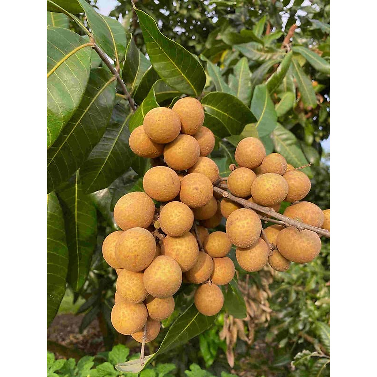 Longan Tree Live Plant, Longan Fruit Tree Seedlings 6 to 10 Inc Height ...