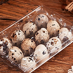 MANCHAP 150 Pack 12 Grids Plastic Quail Egg Carton Bulk, Clear Quail Eggs Carton Holders, Small Trays Stackable Storage Dispenser Case for Small Quail Eggs, Pigeon Eggs, Clear
