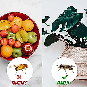 Super Ninja Gnat Traps for House Indoor - 10 Traps - Highly Effective and Ecological Gnat Traps - Fungus Gnat Killer Indoor - Fungus Gnat Sticky Trap for Fungus Gnat and Whitefly - Up to 3 Months