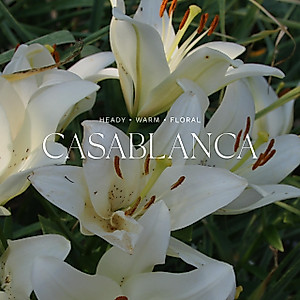 Antica Farmacista Room Spray, Casablanca 3.4 Fl Oz