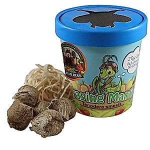 Praying Mantis (5) Egg Cases with Habitat Cup- 5 Egg Cases & 1,500 Live Ladybugs