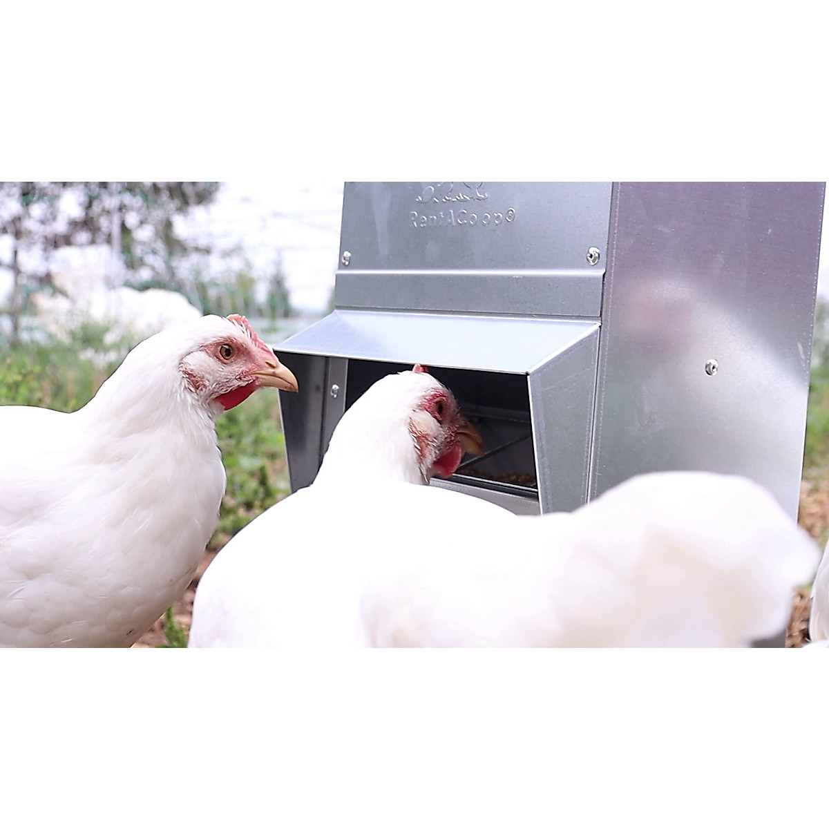 RENTACOOP Galvanized Chicken Trough Feeder, Weatherproof Poultry Food Dispenser with Lid,10LB Capacity