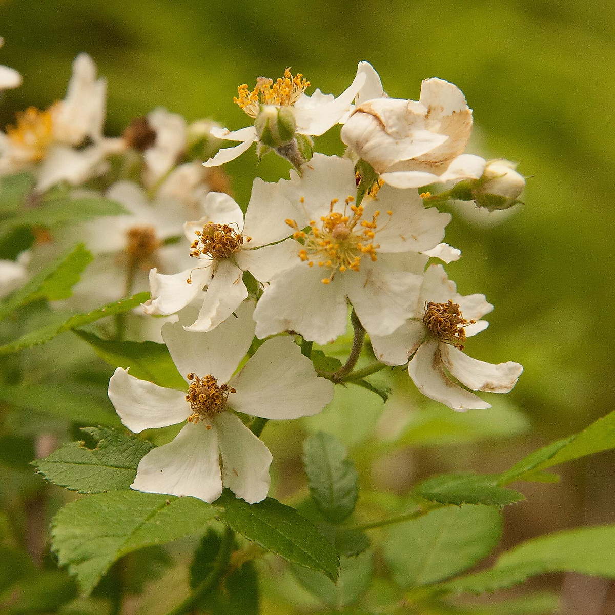 Rosa Multiflora Seeds Multiflora Rose, Baby Rose Fragrant Edible Fruit Culinary Uses Garden Borders Outdoor 20Pcs Flower Seeds by YEGAOL Garden