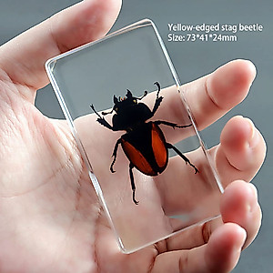 JSNZMTSBD Insect Resin,Real Insect Spider Specimen Science Classroom Taxidermy Resin Desk Paperweight Articulated Specimen for Science Education - Toothless Hand Crab