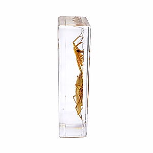 Cherish XT Insect Display Taxidermy Mantis Hierodula patellifera Praying Mantis Specimen Paperweight Science Clammroom Speciemn for Science Education