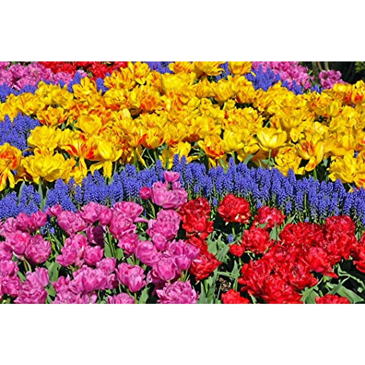 Complete Spring Flower Garden | 50 Fresh Bulbs | Bloom All Spring and Summer, Easy to Grow Flower Bulb, Indoor/Outdoor - Ships from Iowa, USA